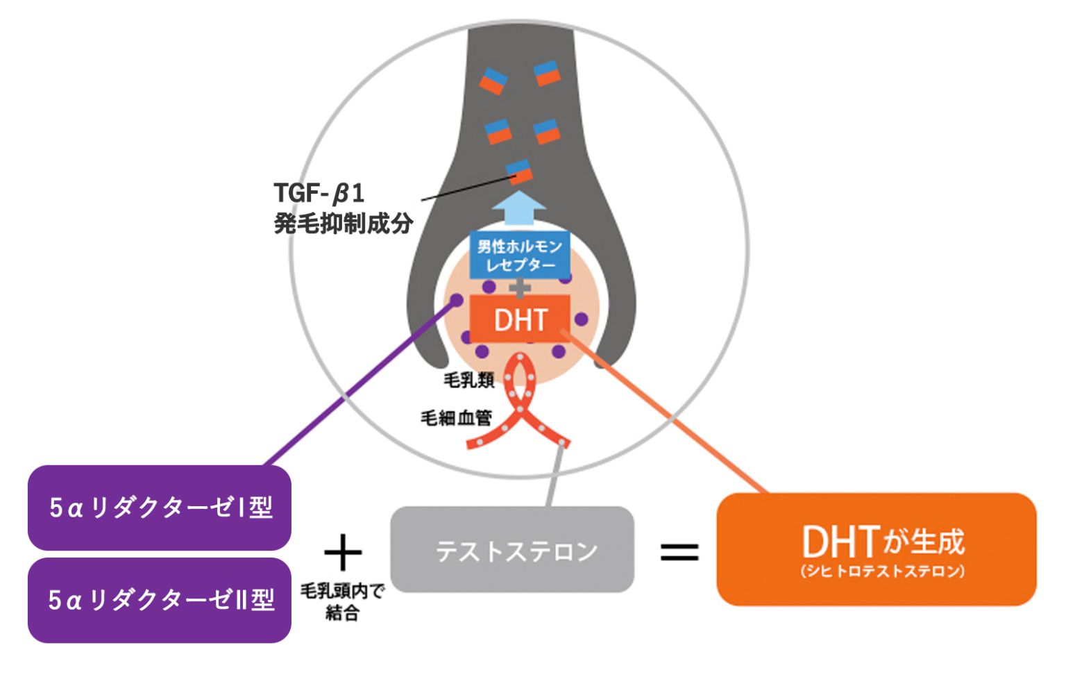 ジヒドロテストステロン（DHT）とは？薄毛・AGAの原因と対策を徹底解説！ - AGA治療研究所｜薄毛・抜け毛・ハゲの為のAGA（発毛・育毛 ...